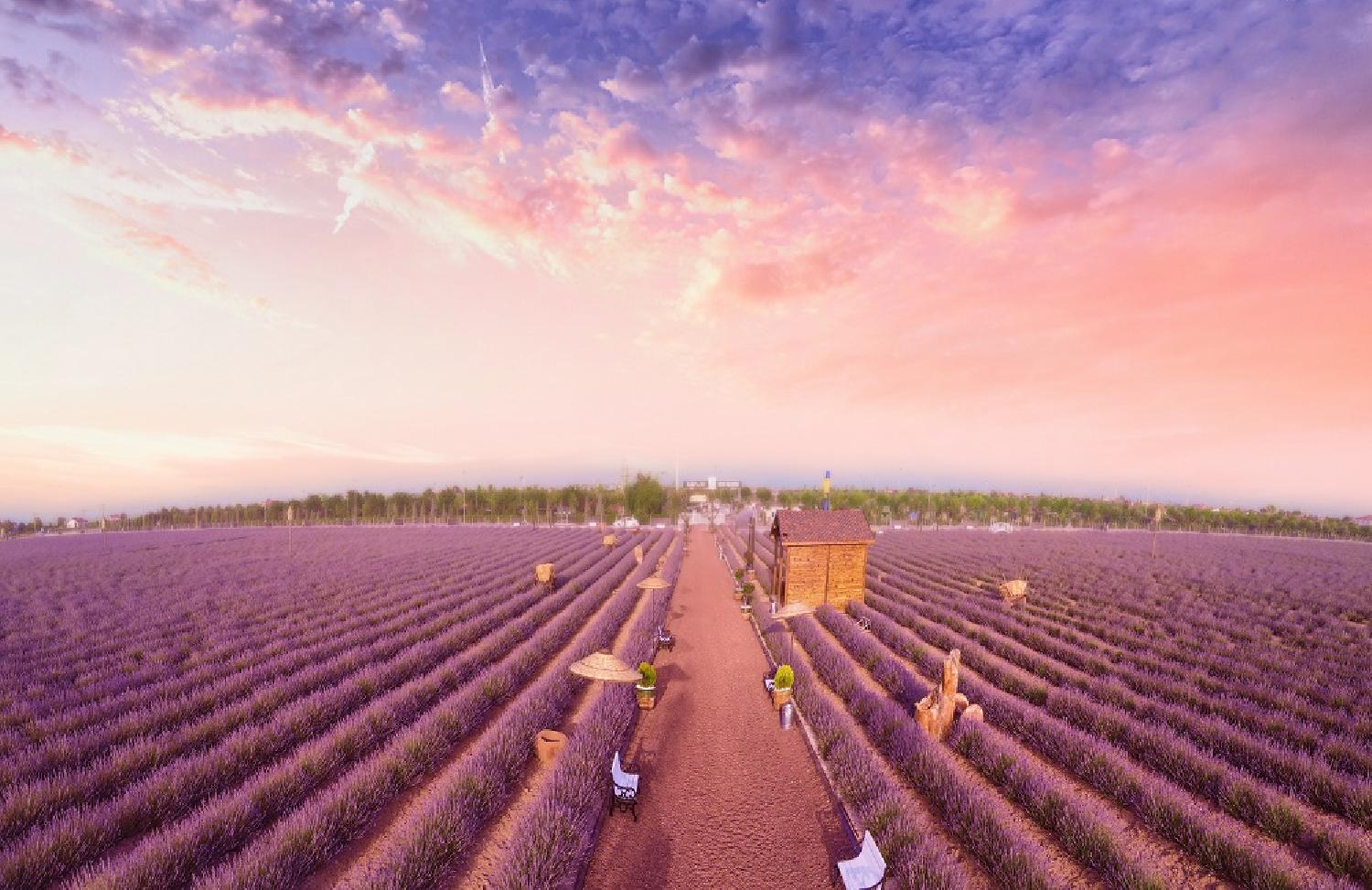 Karatay Belediyesi | Karatay Lavanta Bahçesi 1 Temmuz’da Kapılarını Açıyor